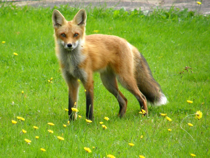 Animals unique to Ireland | Learn English in Ireland