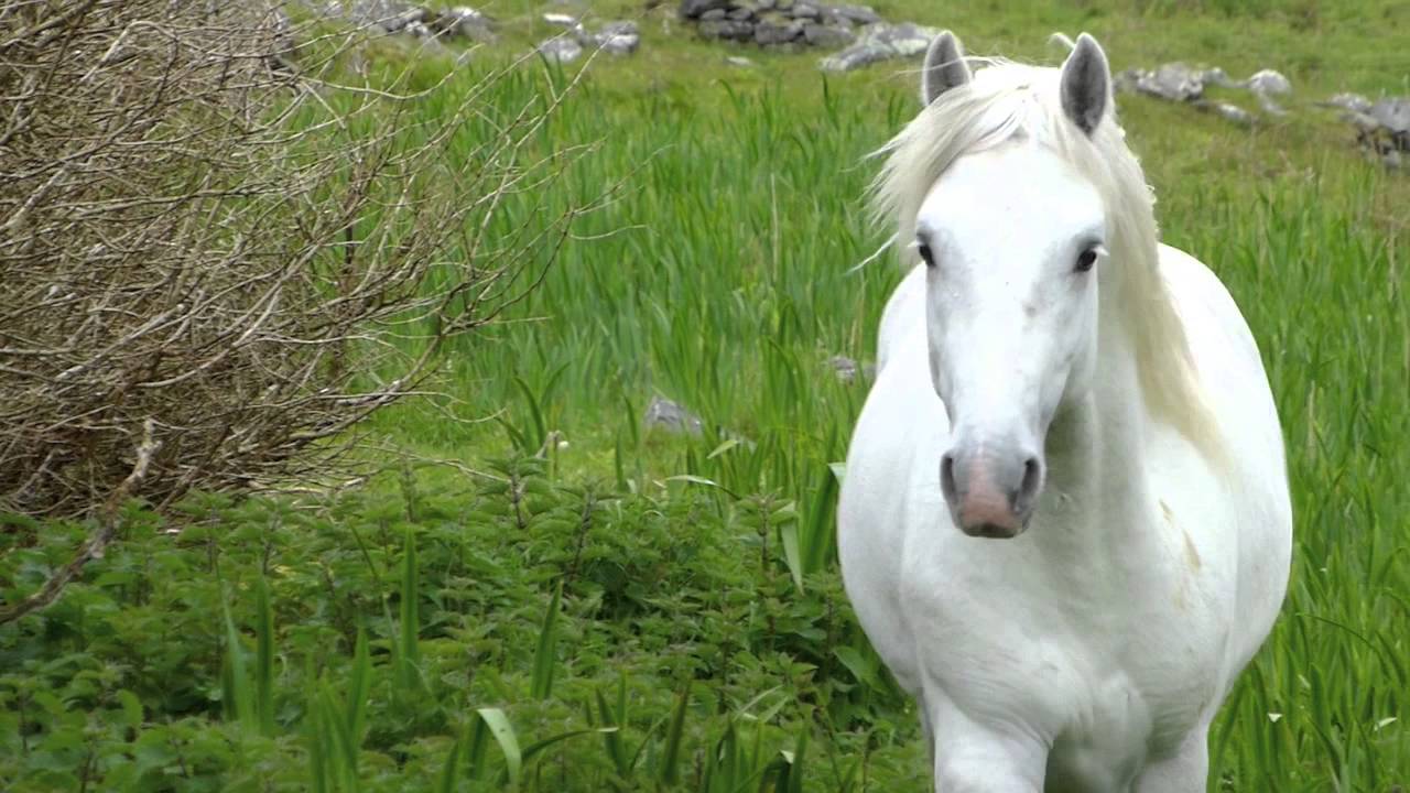Animals unique to Ireland | Learn English in Ireland